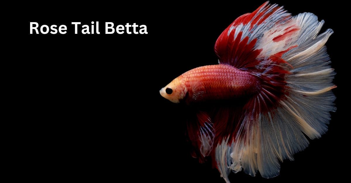 Betta Fish Varieties: Exploring Species, Tail Types, and Color Patterns ...