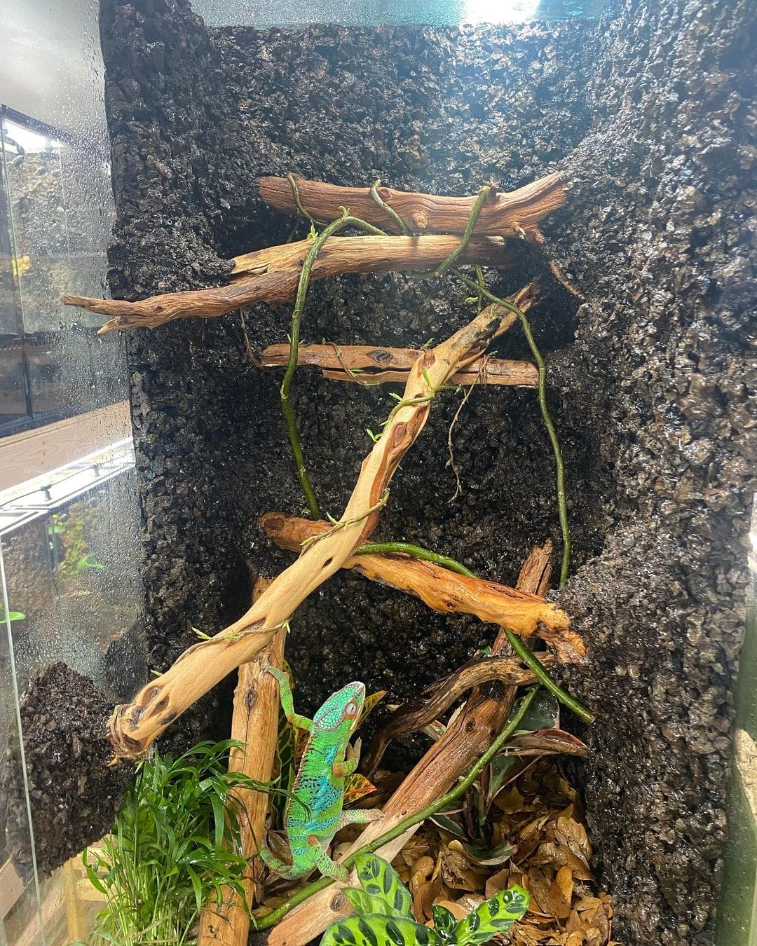 37 Innovative Chameleon Cage Setup Ideas [Beyond Basics] – Acuario Pets