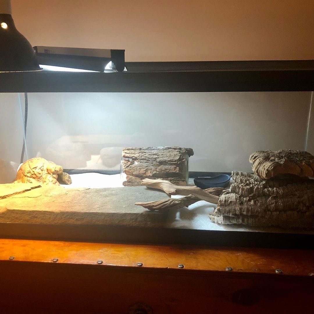 36 Expert-Approved Tank Setup Ideas For Leopard Geckos – Acuario Pets