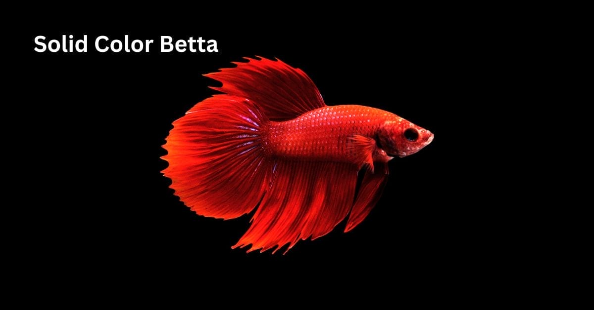 Betta Fish Varieties: Exploring Species, Tail Types, and Color Patterns – Acuario Pets