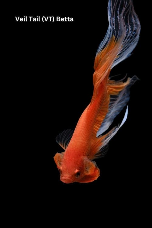 Betta Fish Varieties: Exploring Species, Tail Types, and Color Patterns ...