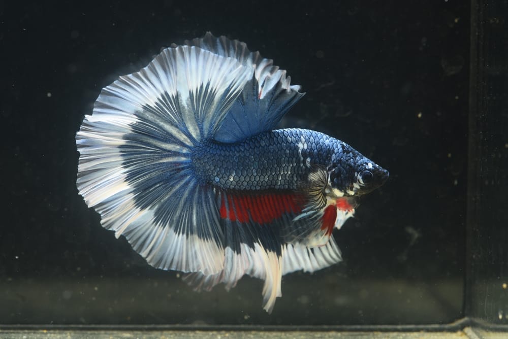 Betta Fish Varieties: Exploring Species, Tail Types, and Color Patterns ...