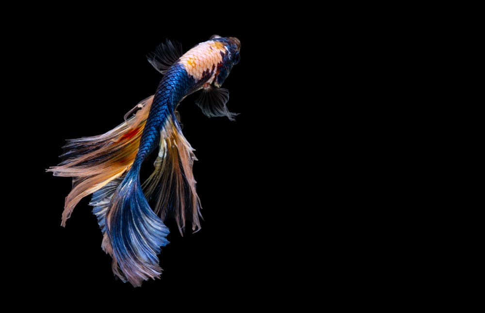 Betta Fish Varieties: Exploring Species, Tail Types, and Color Patterns ...