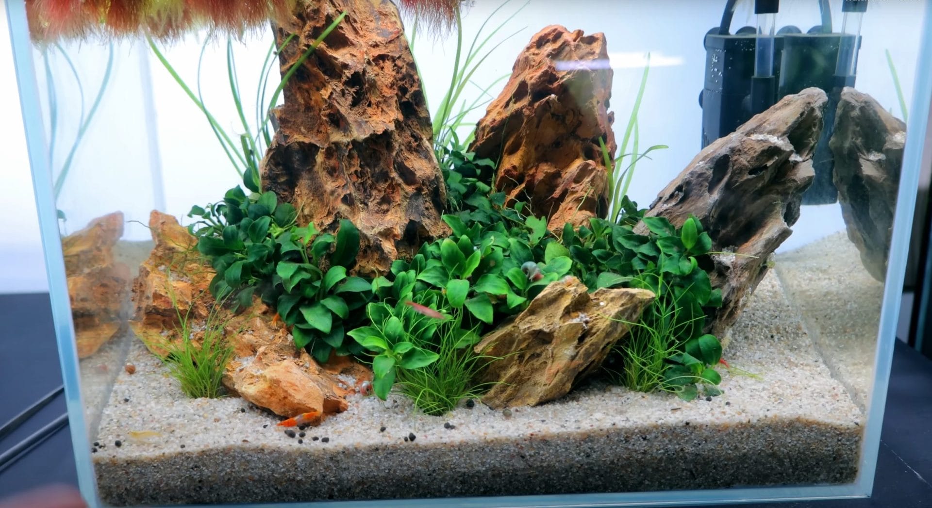 Art Of Shrimp Tank Design: 32 Inspiring Setup Ideas – Acuario Pets