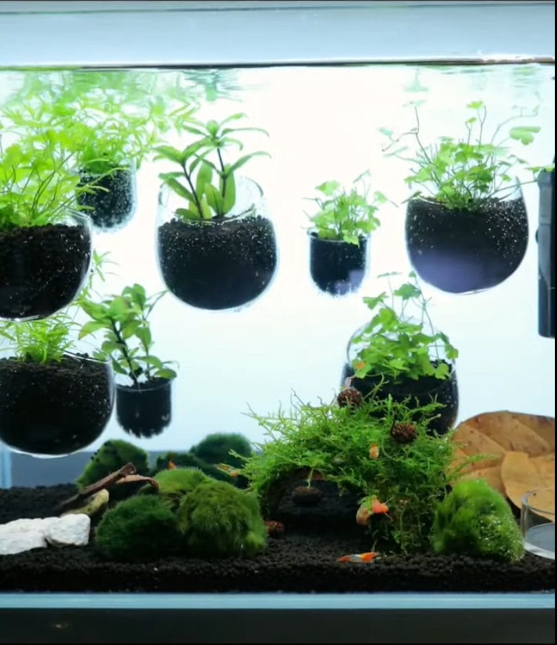 Art Of Shrimp Tank Design: 32 Inspiring Setup Ideas – Acuario Pets