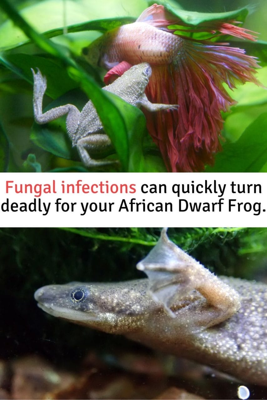 African Dwarf Frog Death: 10 Causes & Prevention – Acuario Pets