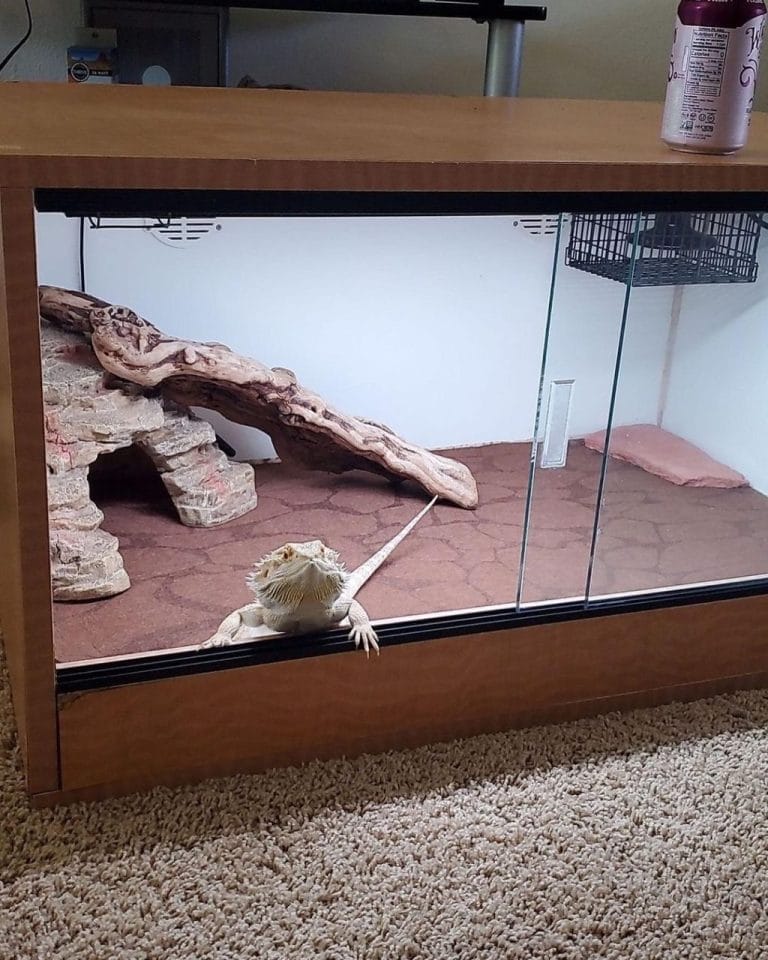 40 DIY Bearded Dragon Tank Setup Ideas For Creative Owners – Acuario Pets