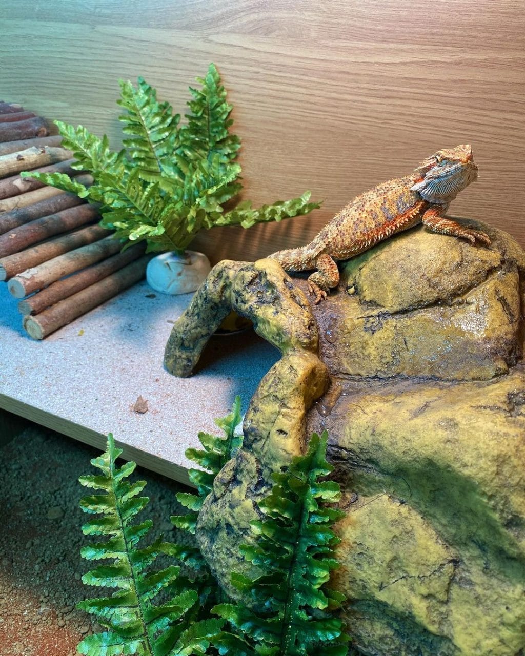 40 DIY Bearded Dragon Tank Setup Ideas For Creative Owners – Acuario Pets