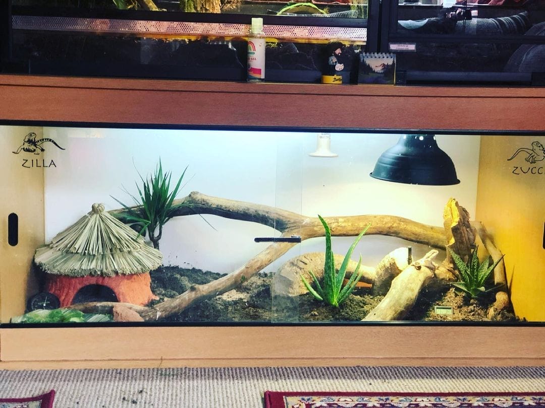 40 DIY Bearded Dragon Tank Setup Ideas For Creative Owners – Acuario Pets