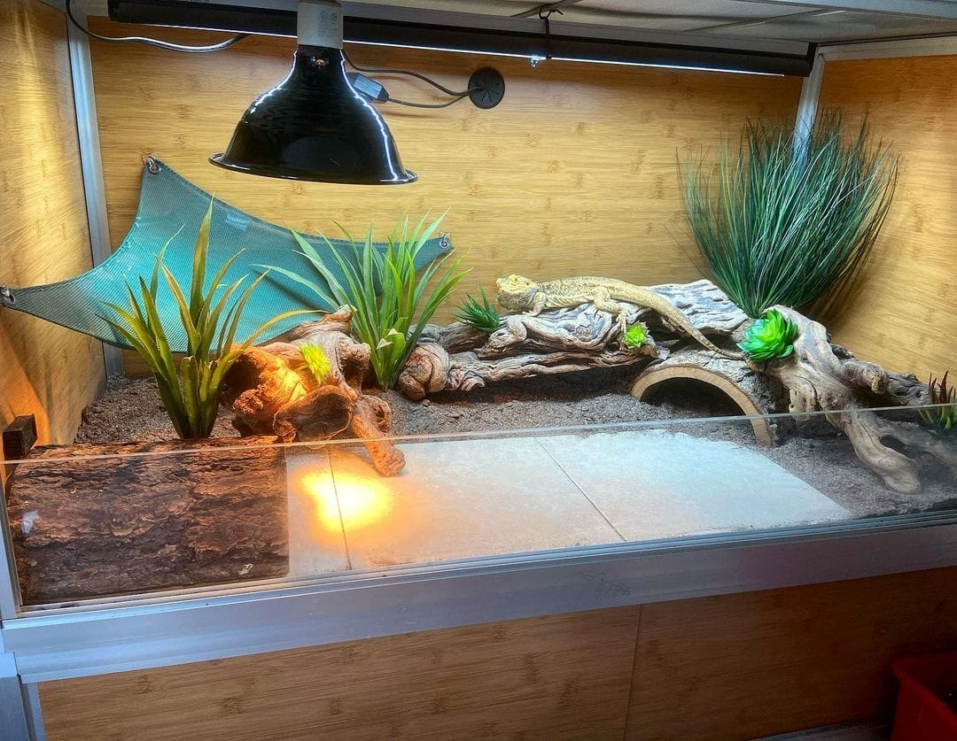 40 DIY Bearded Dragon Tank Setup Ideas For Creative Owners – Acuario Pets