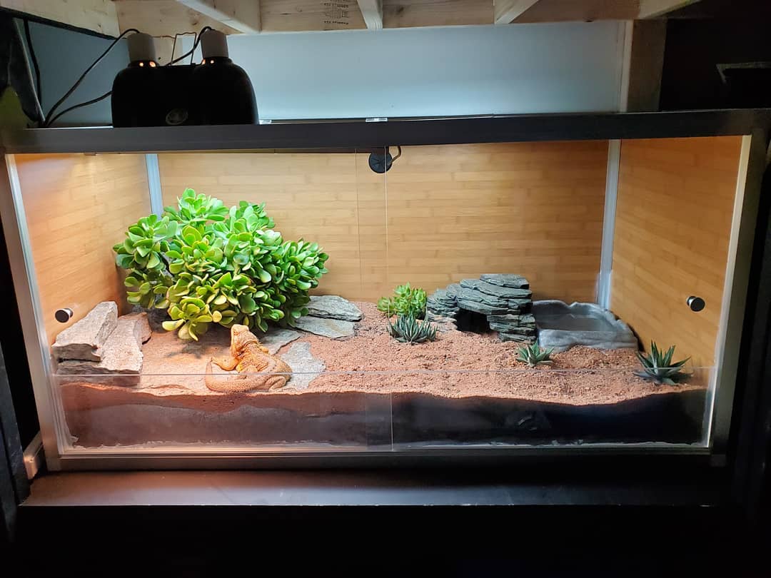40 DIY Bearded Dragon Tank Setup Ideas For Creative Owners – Acuario Pets