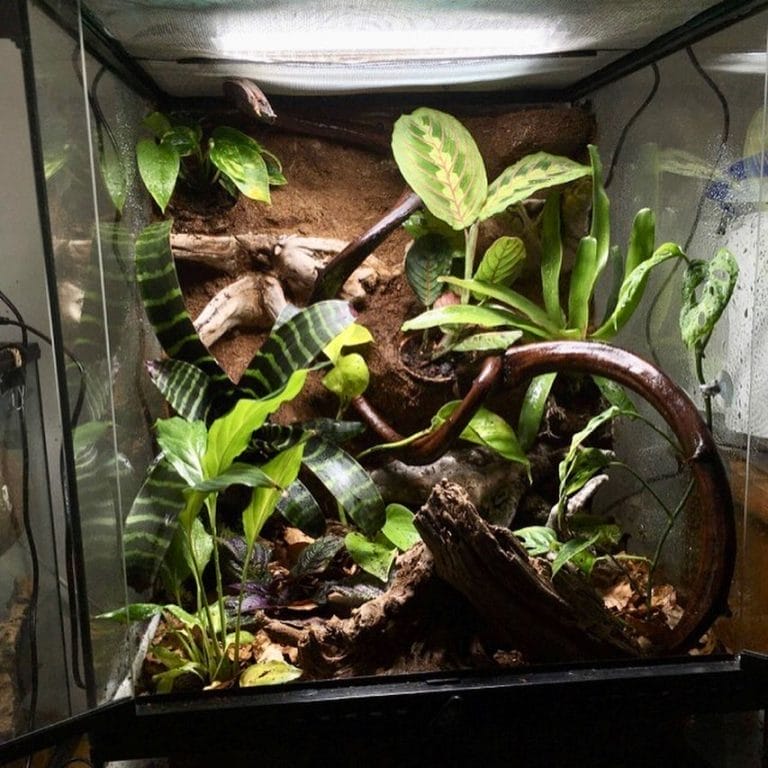 30 Stunning Tree Frog Enclosures You Must See! – Acuario Pets