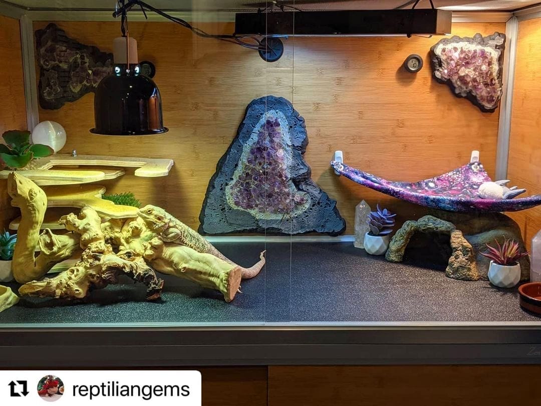 40 DIY Bearded Dragon Tank Setup Ideas For Creative Owners – Acuario Pets