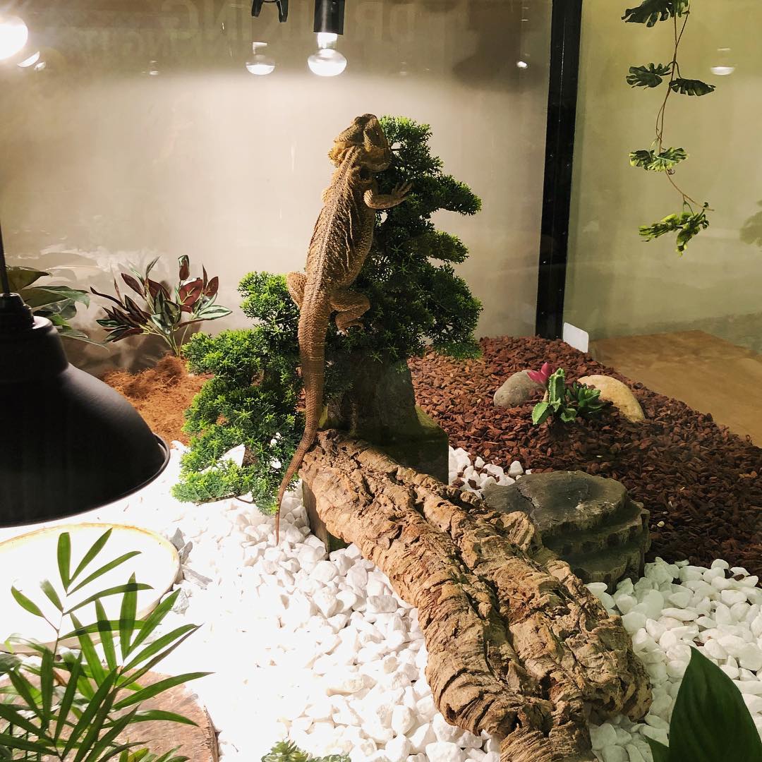 40 DIY Bearded Dragon Tank Setup Ideas For Creative Owners – Acuario Pets