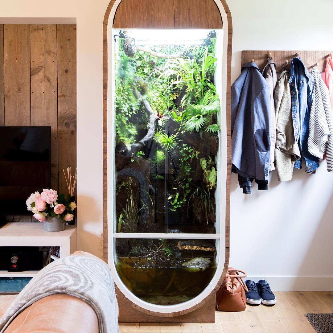 30 Stunning Tree Frog Enclosures You Must See! – Acuario Pets