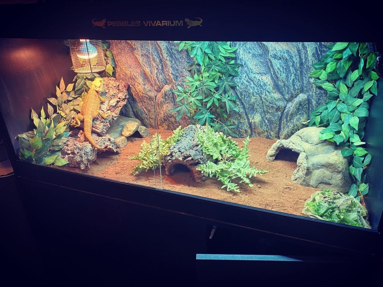 40 DIY Bearded Dragon Tank Setup Ideas For Creative Owners – Acuario Pets