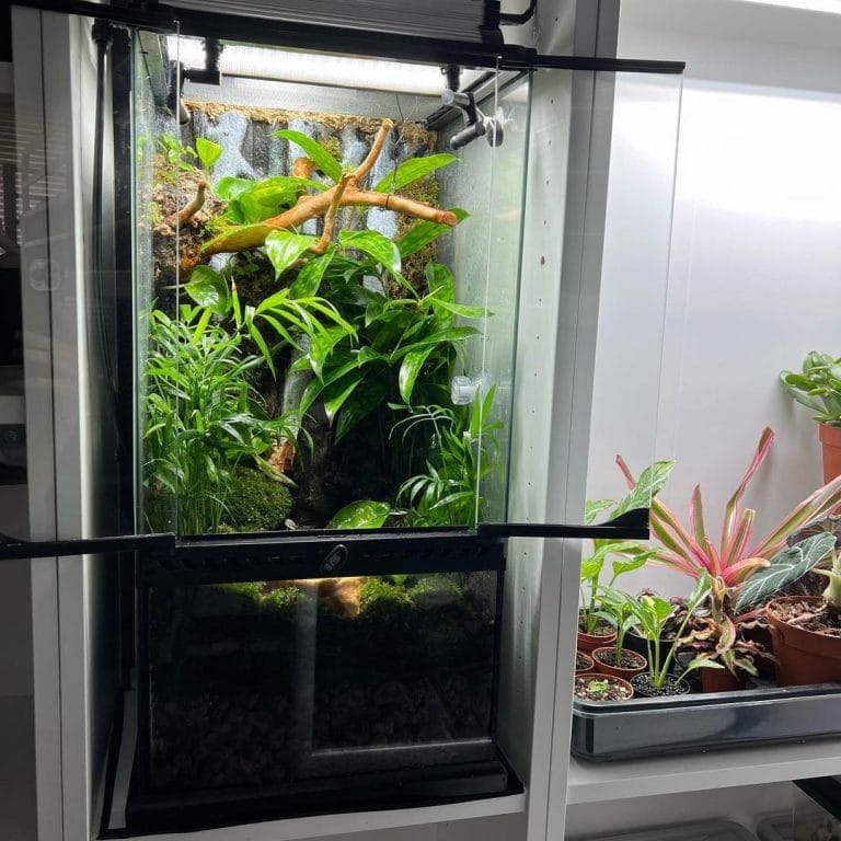 30 Stunning Tree Frog Enclosures You Must See! – Acuario Pets