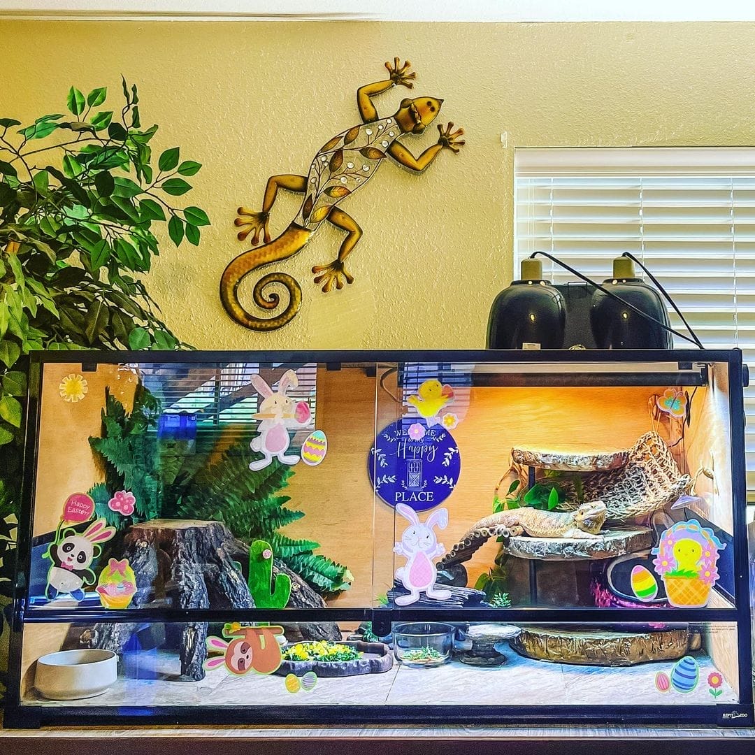40 DIY Bearded Dragon Tank Setup Ideas For Creative Owners – Acuario Pets