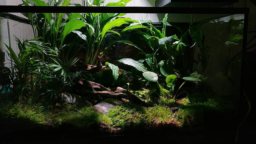 30 Stunning Tree Frog Enclosures You Must See! – Acuario Pets