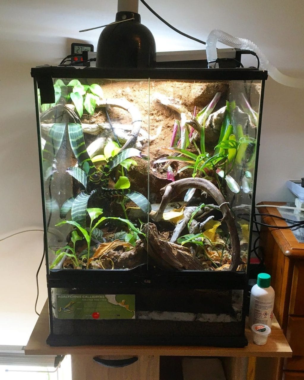 30 Stunning Tree Frog Enclosures You Must See! – Acuario Pets