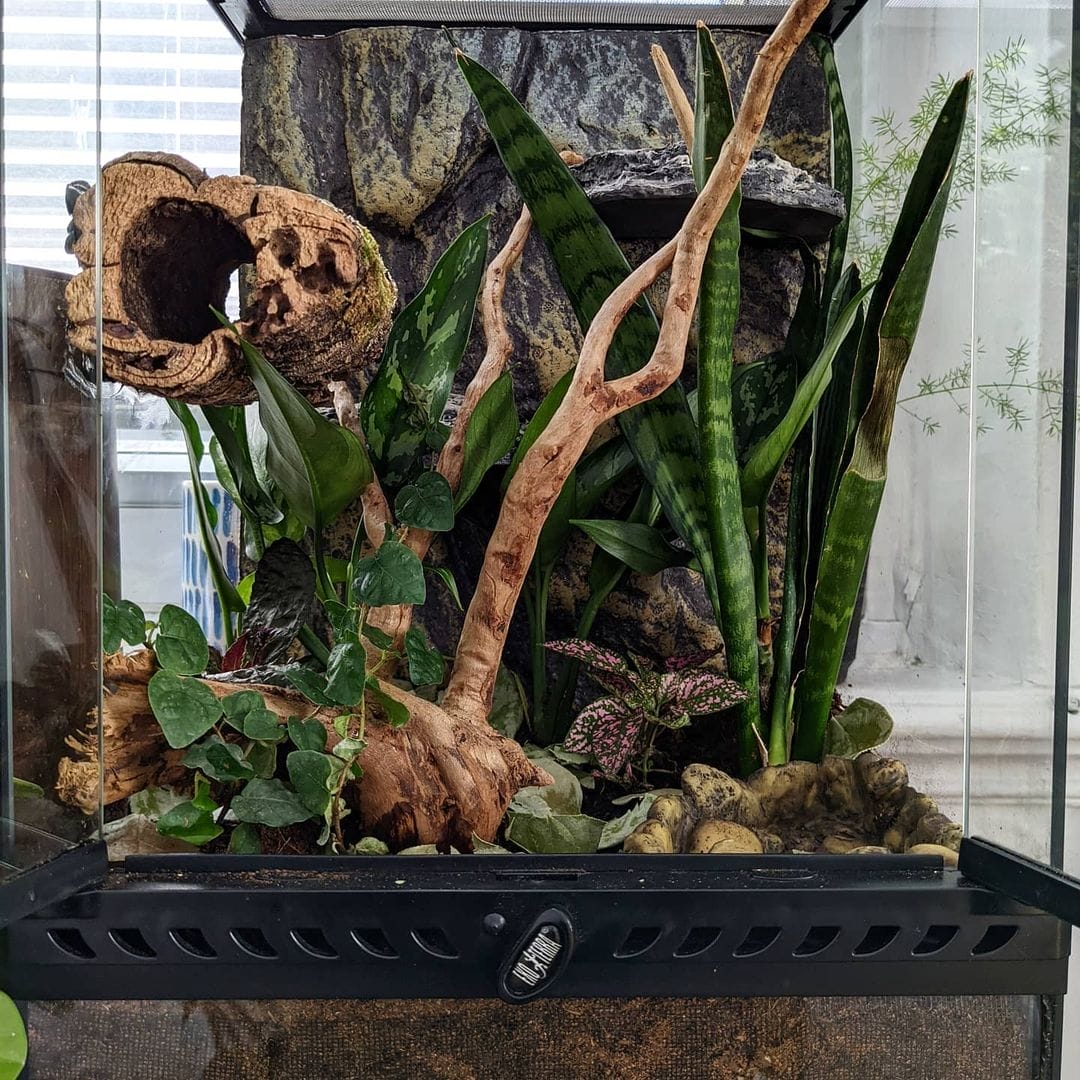 30 Stunning Tree Frog Enclosures You Must See! – Acuario Pets