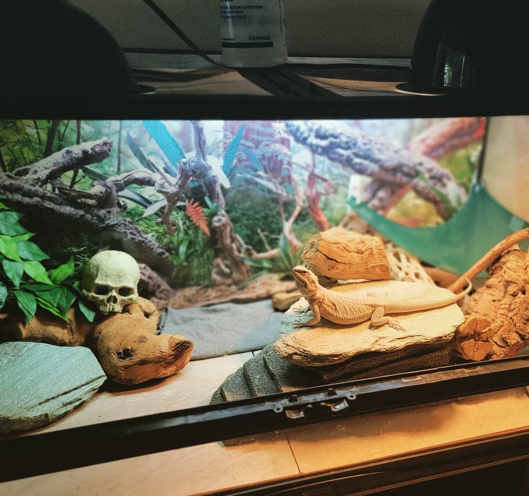 40 DIY Bearded Dragon Tank Setup Ideas For Creative Owners – Acuario Pets