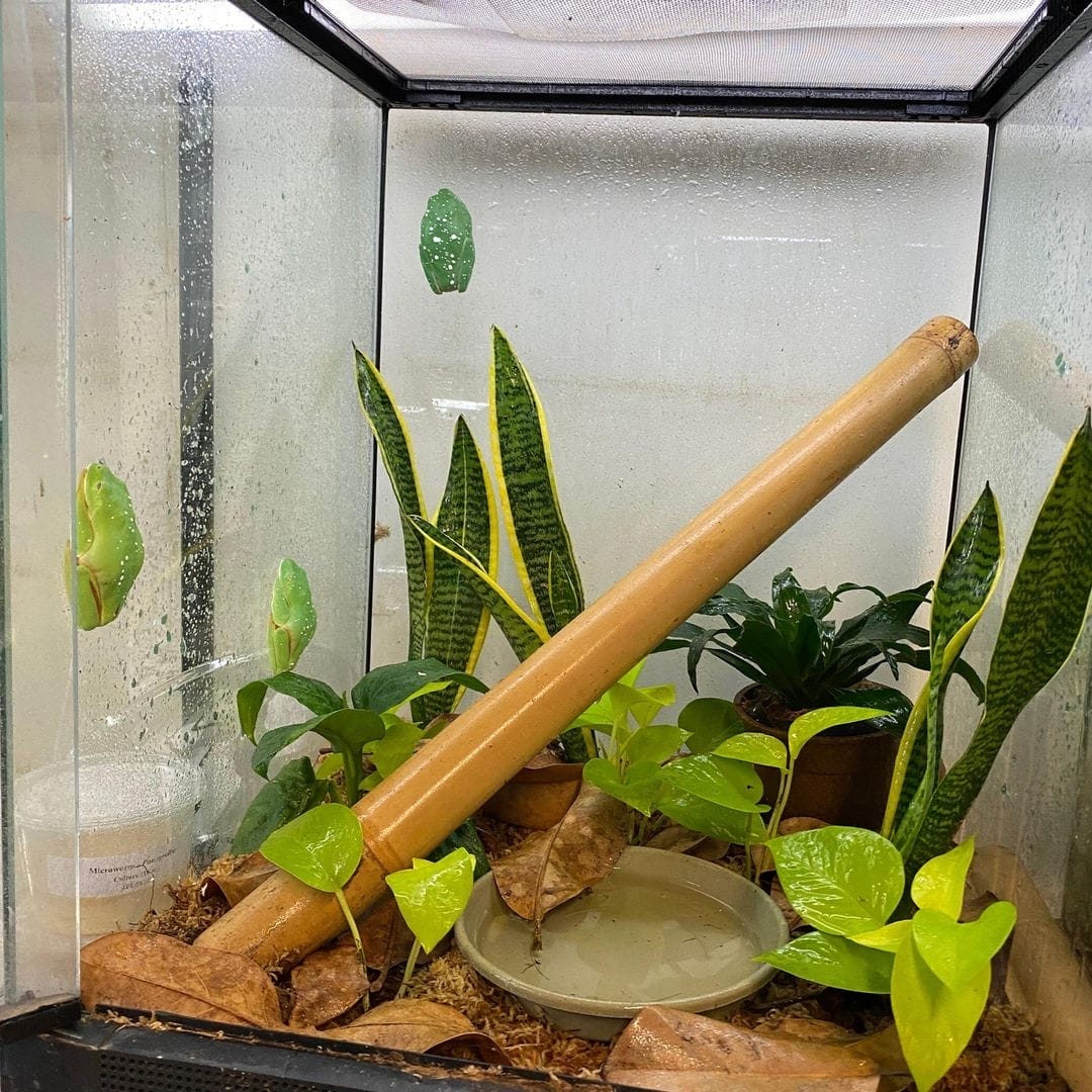 30 Stunning Tree Frog Enclosures You Must See! – Acuario Pets