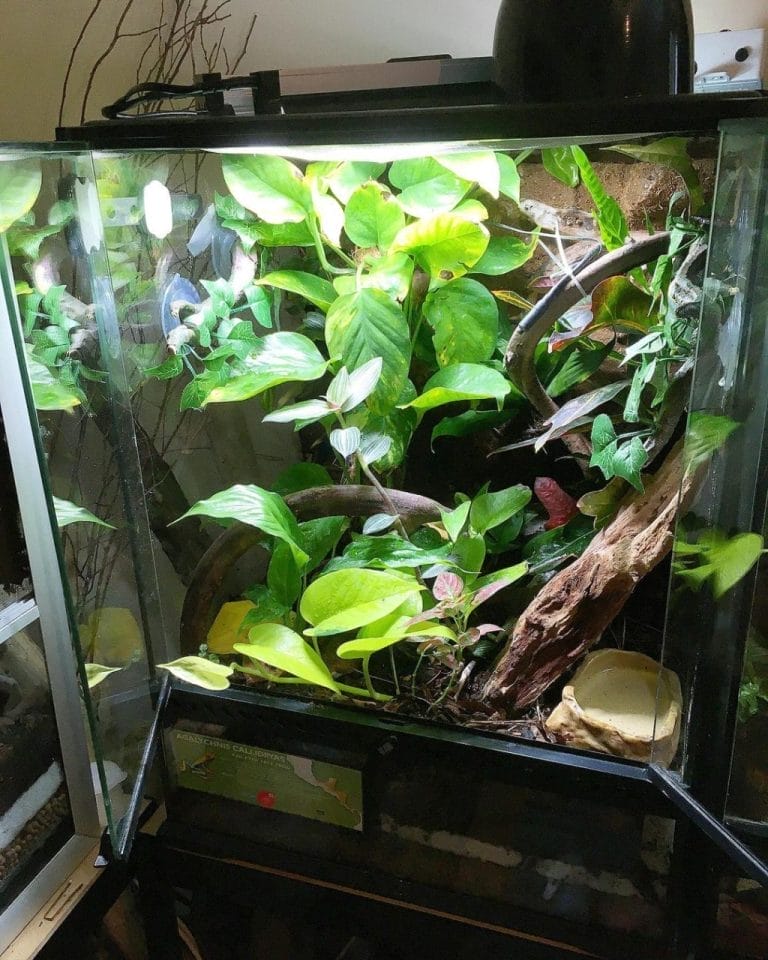 30 Stunning Tree Frog Enclosures You Must See! – Acuario Pets