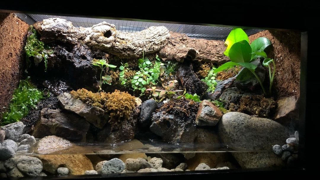 30 Unique Pacman Frog Enclosure Ideas [Pacman Paradise] – Acuario Pets