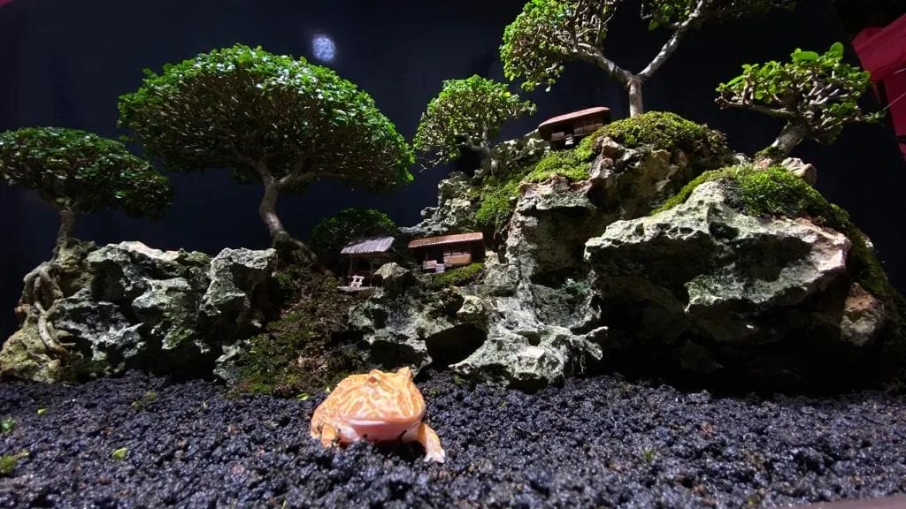 30 Unique Pacman Frog Enclosure Ideas [Pacman Paradise] – Acuario Pets