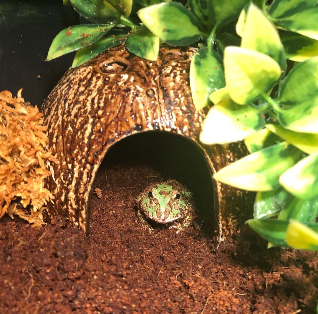 30 Unique Pacman Frog Enclosure Ideas [Pacman Paradise] – Acuario Pets