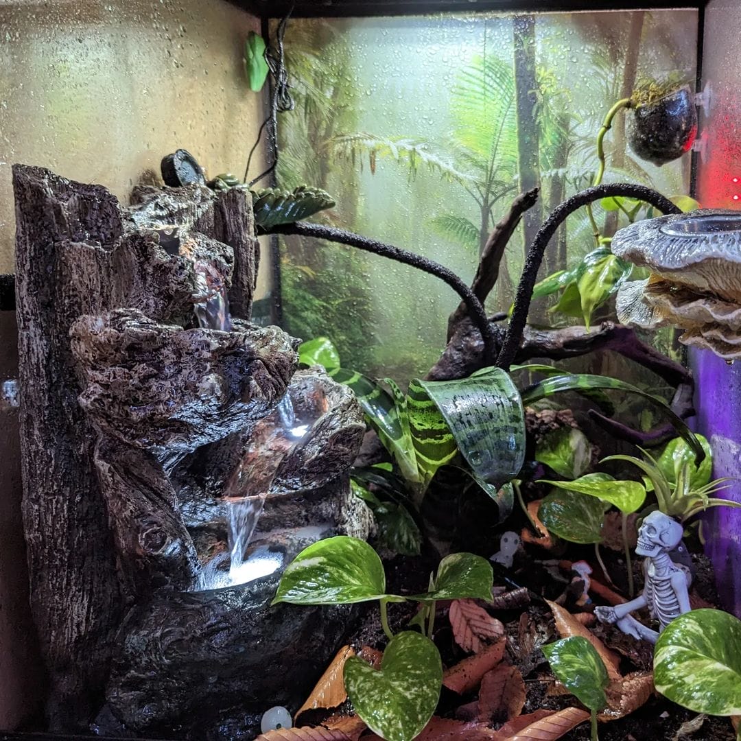 30 Stunning Tree Frog Enclosures You Must See! – Acuario Pets