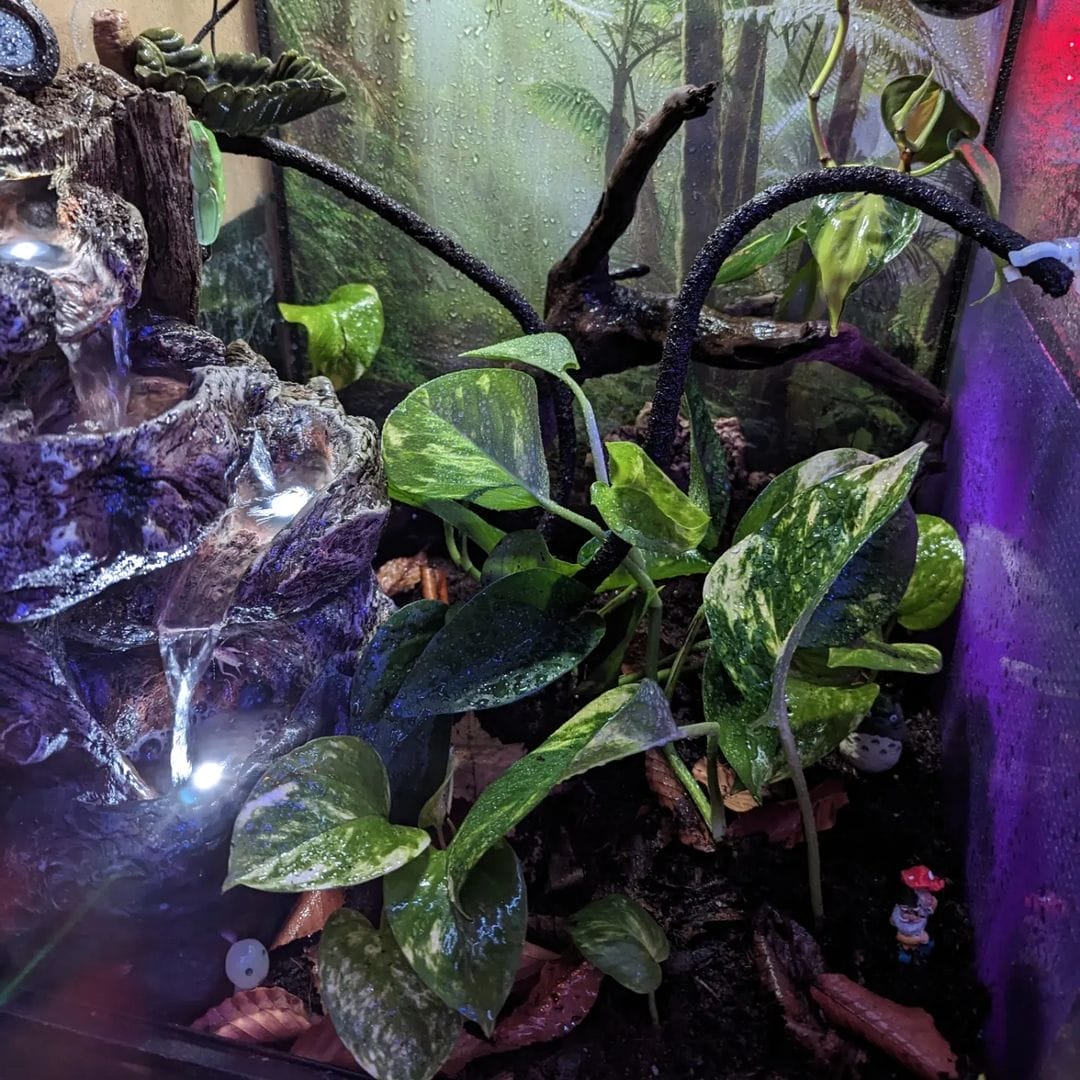 30 Stunning Tree Frog Enclosures You Must See! – Acuario Pets