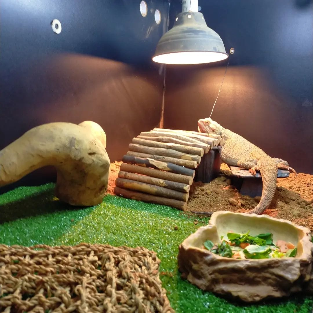 40 DIY Bearded Dragon Tank Setup Ideas For Creative Owners – Acuario Pets