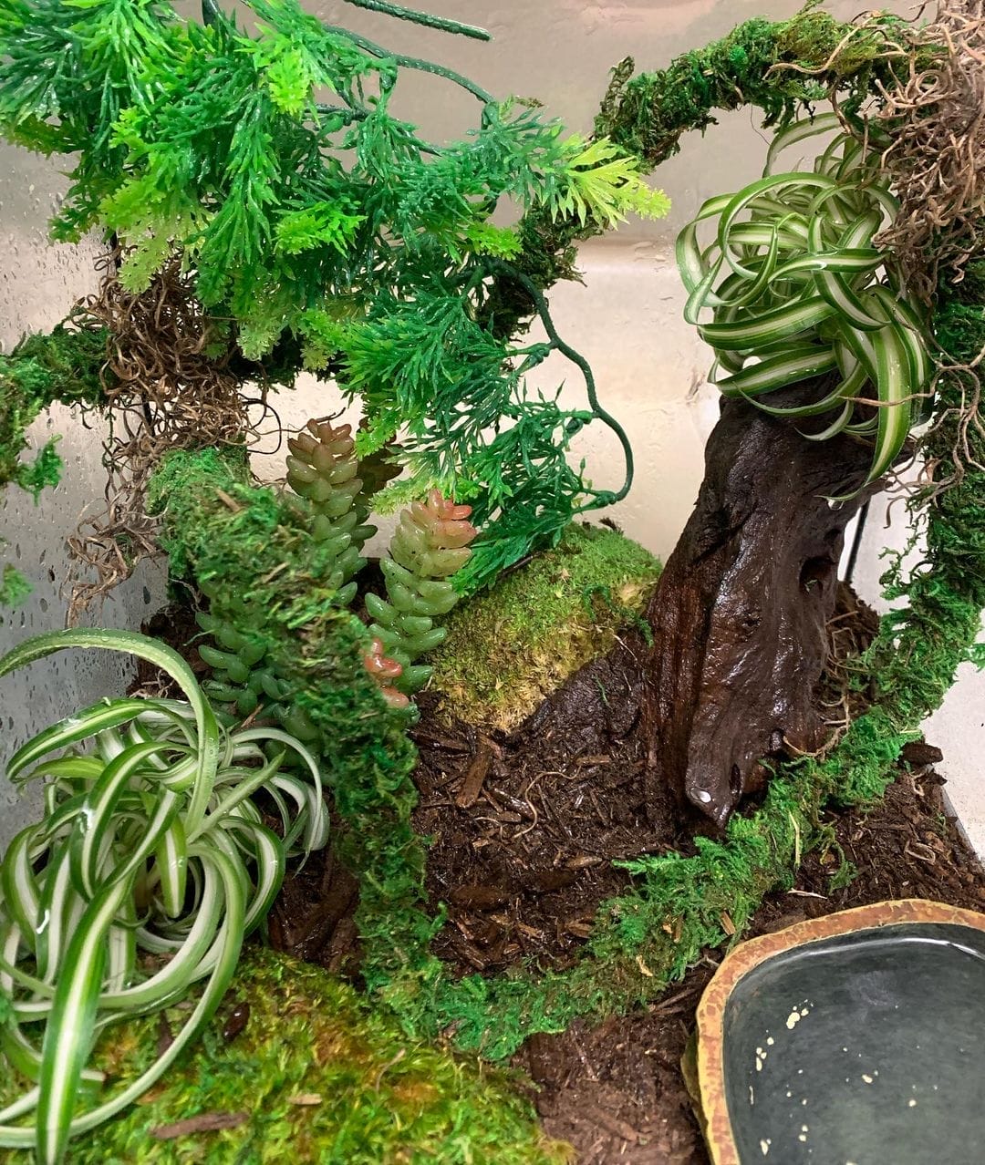 30 Stunning Tree Frog Enclosures You Must See! – Acuario Pets
