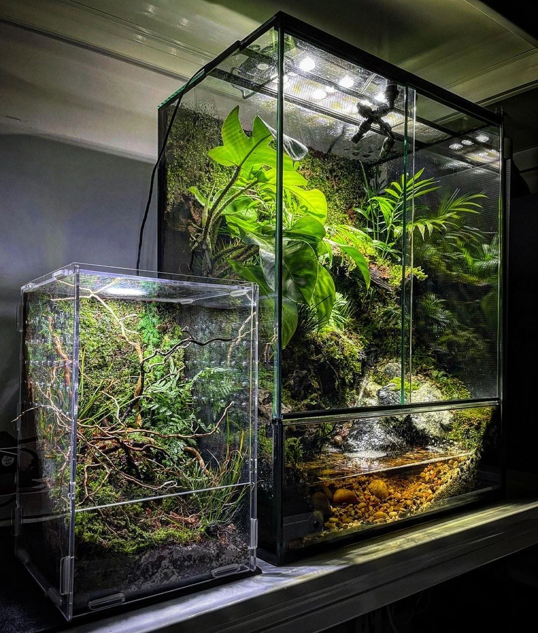 30 Stunning Tree Frog Enclosures You Must See! – Acuario Pets