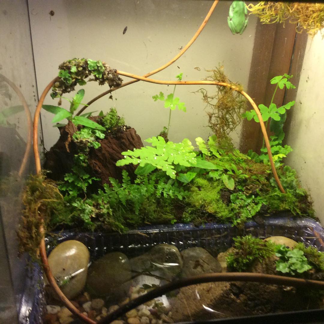 30 Stunning Tree Frog Enclosures You Must See! – Acuario Pets