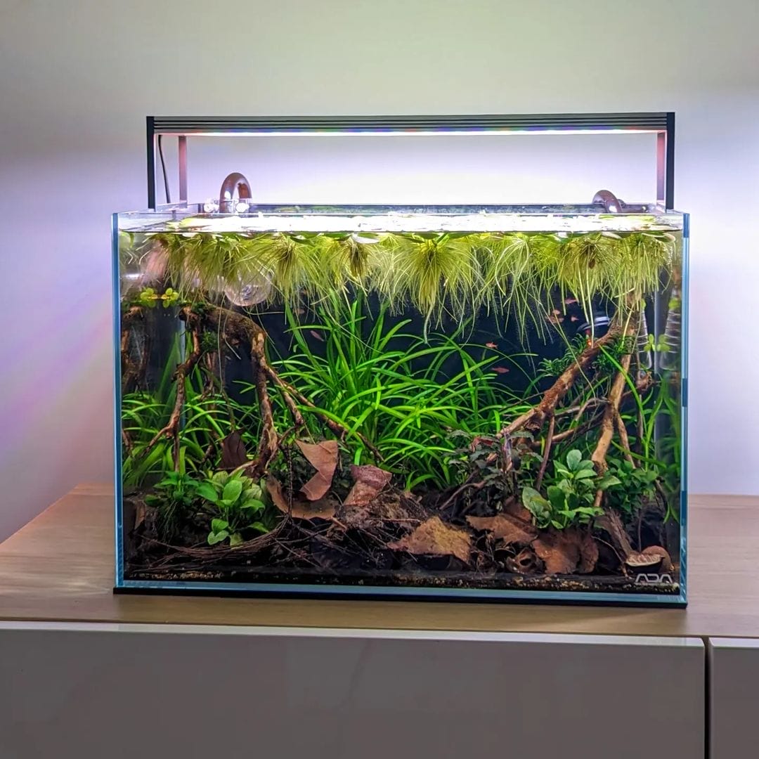 Explore 35 Gorgeous Ways to Create a Planted Paradise for Your Betta ...