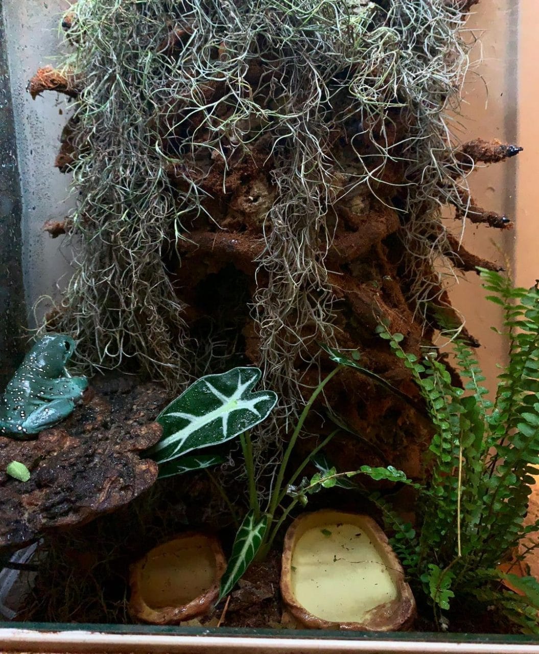 30 Stunning Tree Frog Enclosures You Must See! – Acuario Pets