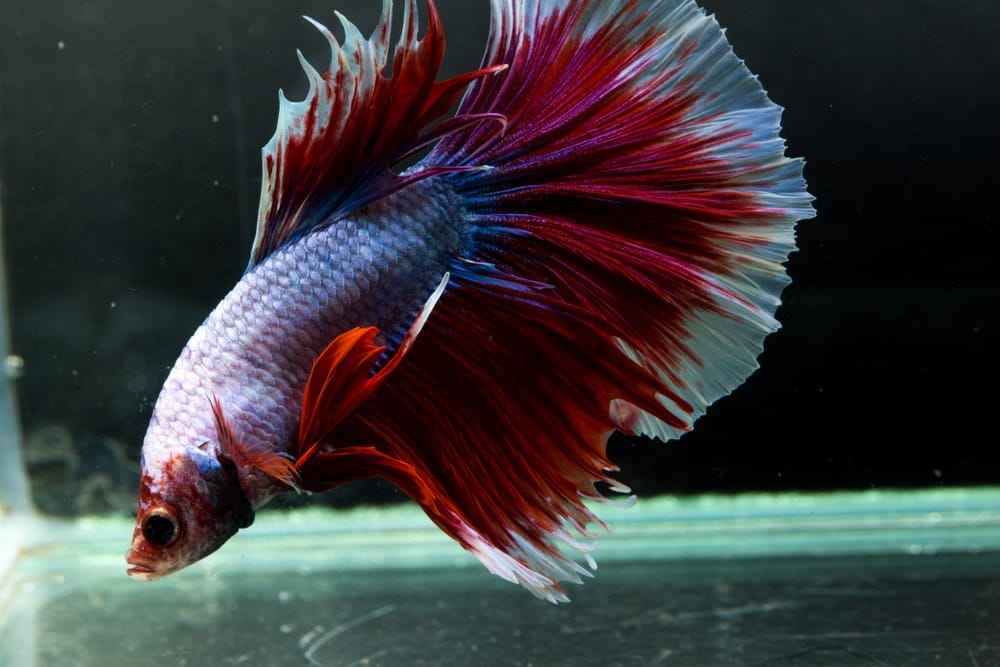 How to Feed a Betta Fish (With Chart, Tips, and Troubleshooting ...