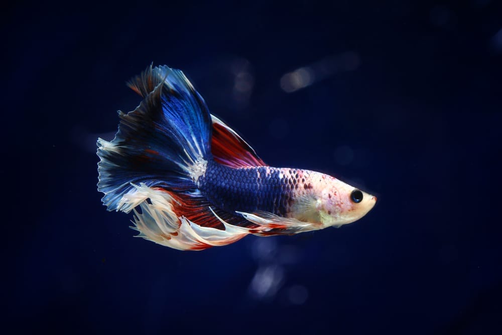 The No-Stress Betta Tank Setup Guide (Even Beginners Can Nail It ...