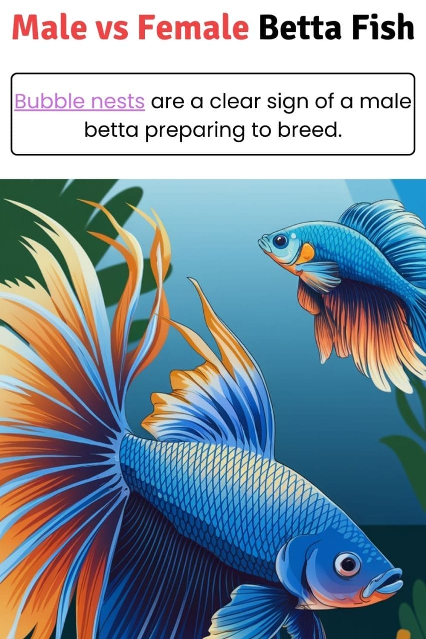 Male vs Female Betta Fish [Spotting the Differences] – Acuario Pets
