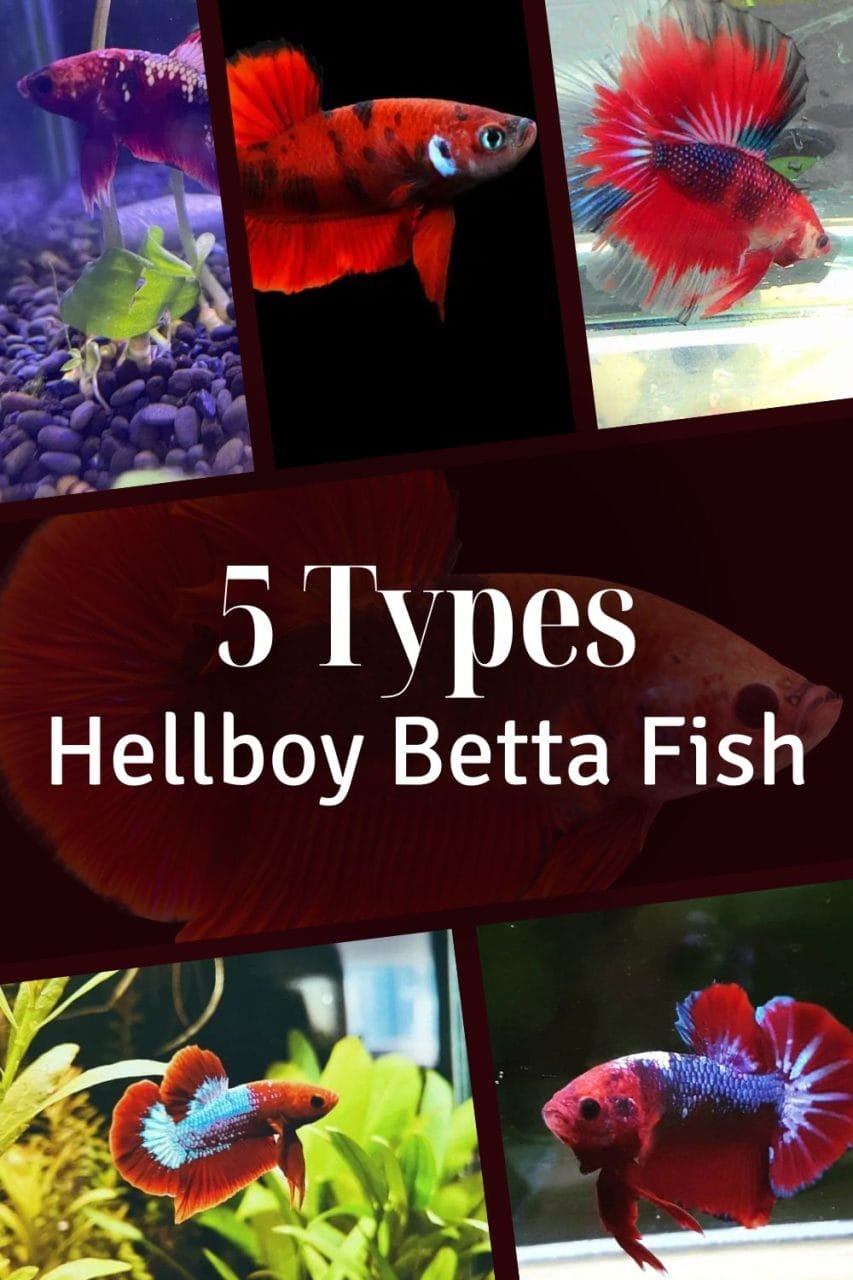 5 Types Of Hellboy Betta Fish [With Pictures] – Acuario Pets