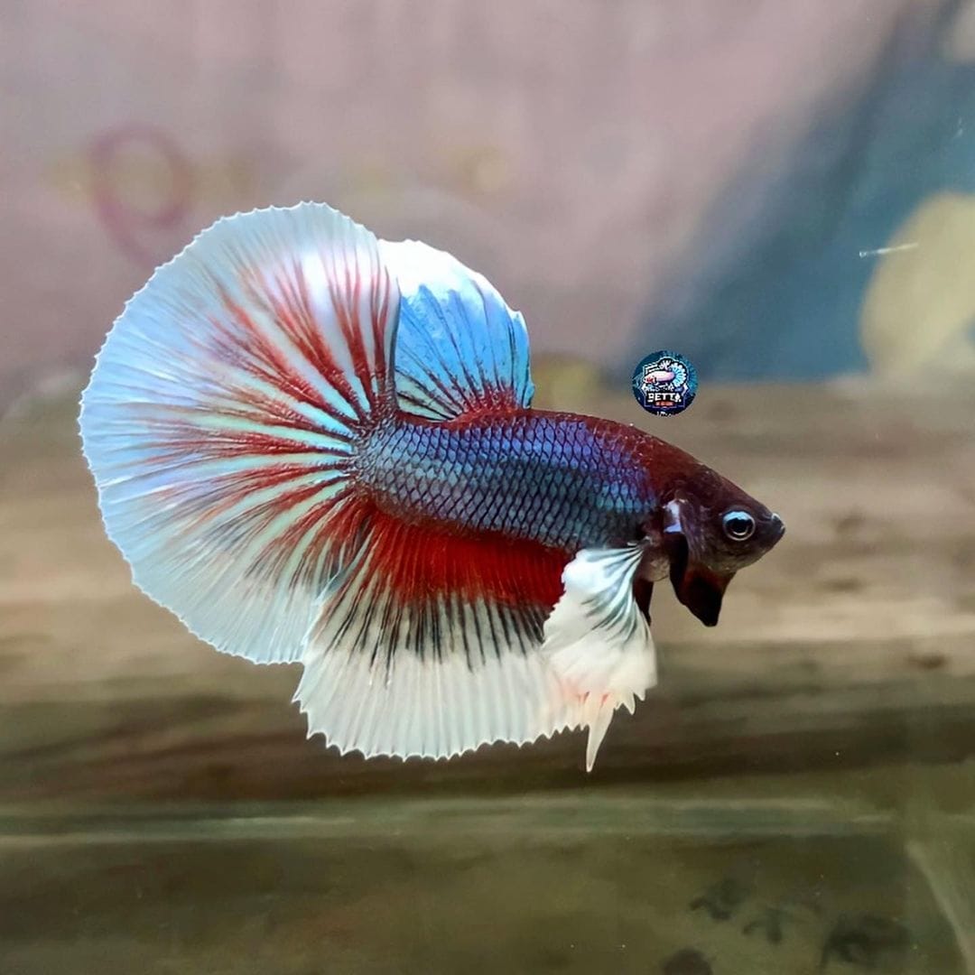 5 Types Of Dumbo Betta Fish [With Pictures] – Acuario Pets