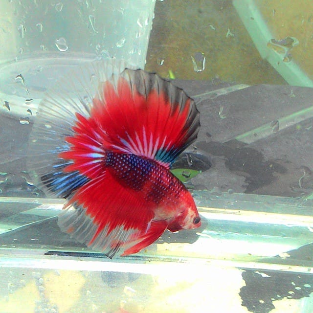 5 Types Of Hellboy Betta Fish [With Pictures] – Acuario Pets