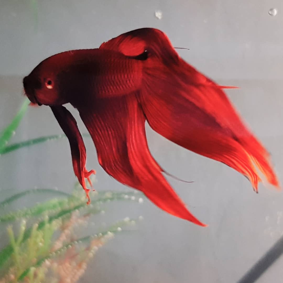 4 Types Of Veiltail Betta Fish [With Pictures] – Acuario Pets