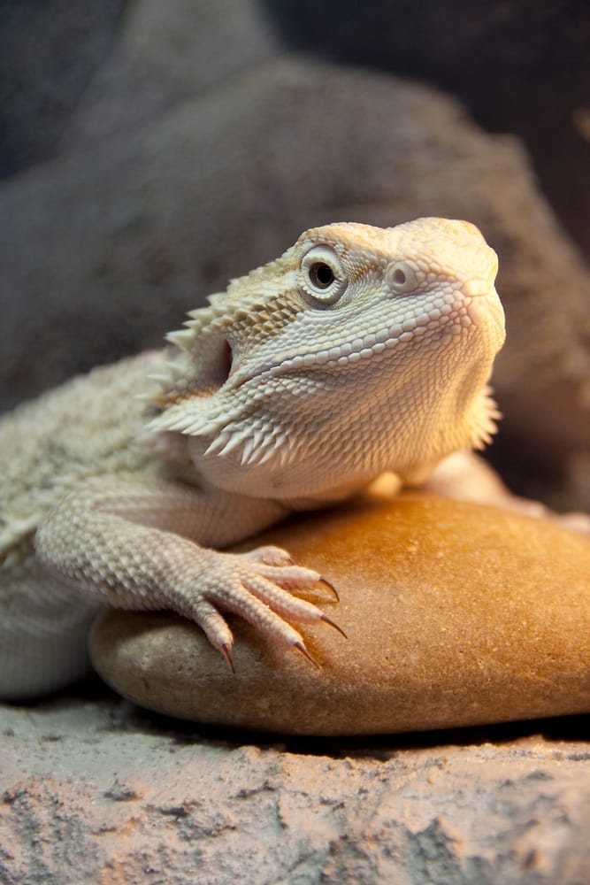 Best Lighting Options for a Happy and Healthy Bearded Dragon – Acuario Pets