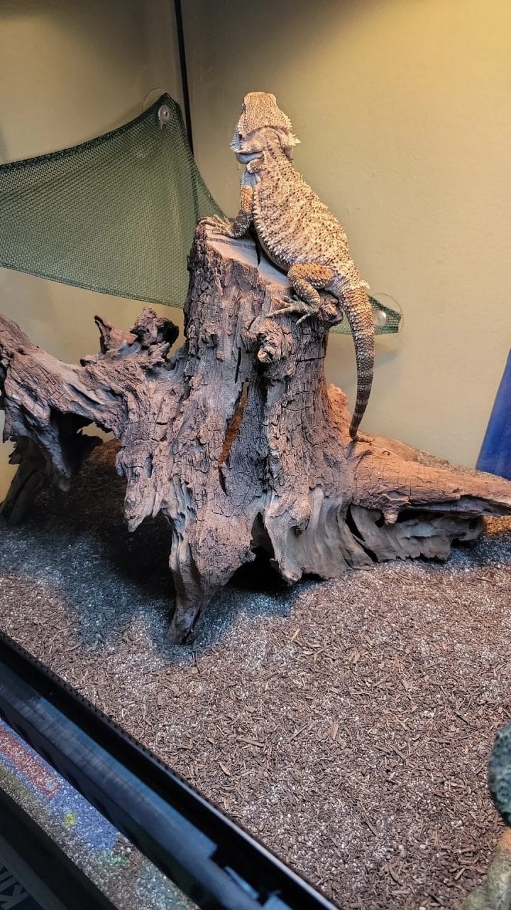 10 Brilliant DIY Bearded Dragon Hides You Can Make in an Afternoon ...