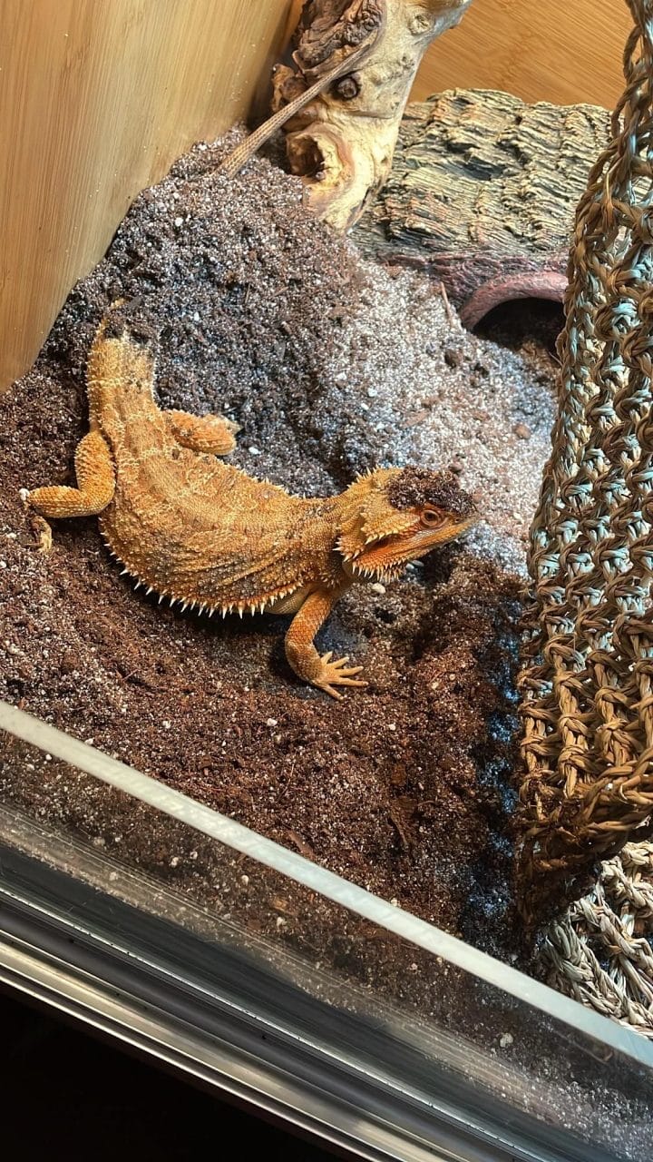 10 Dig Box Ideas Your Bearded Dragon Will Absolutely Love – Acuario Pets