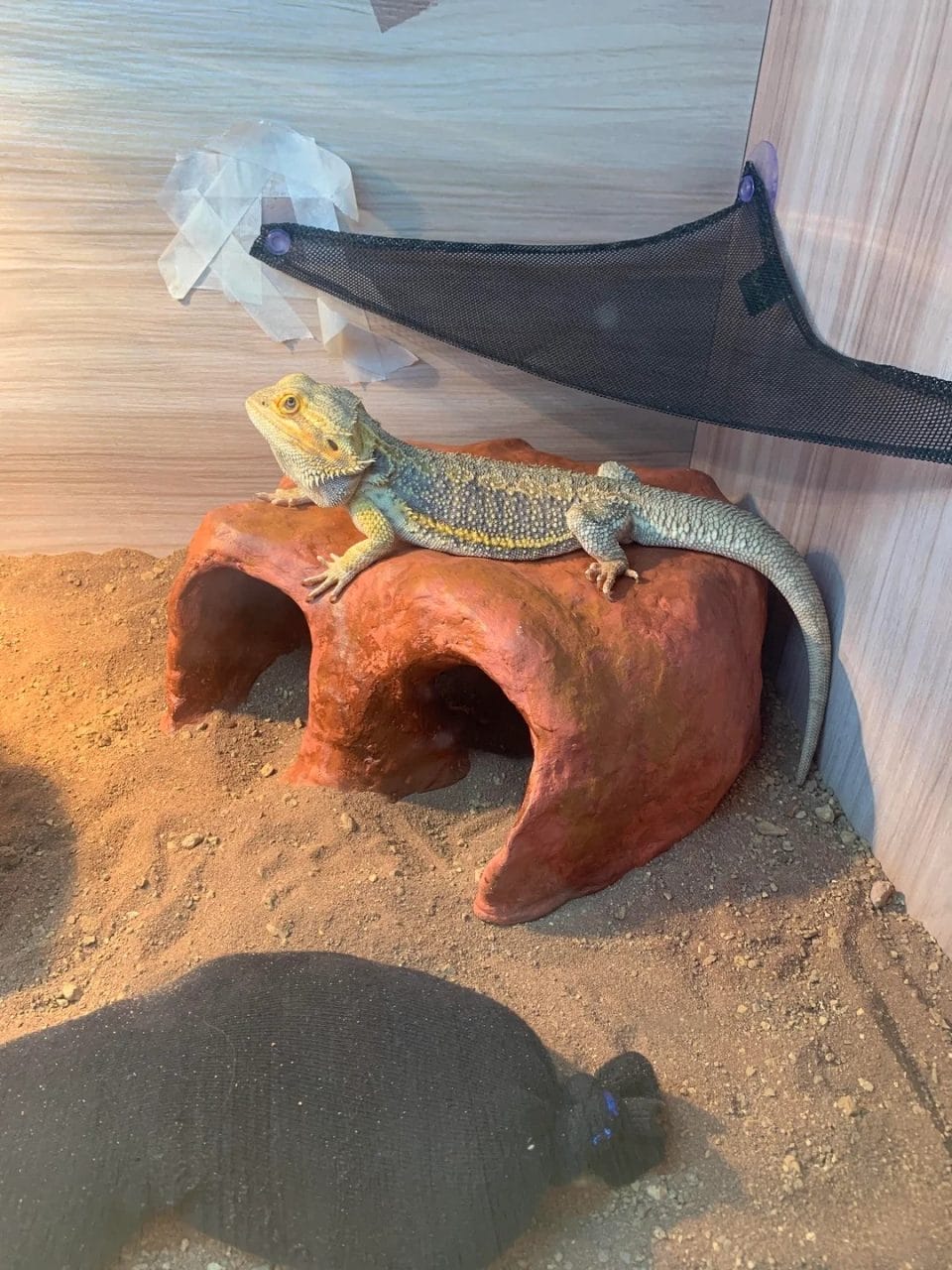 10 Dig Box Ideas Your Bearded Dragon Will Absolutely Love – Acuario Pets